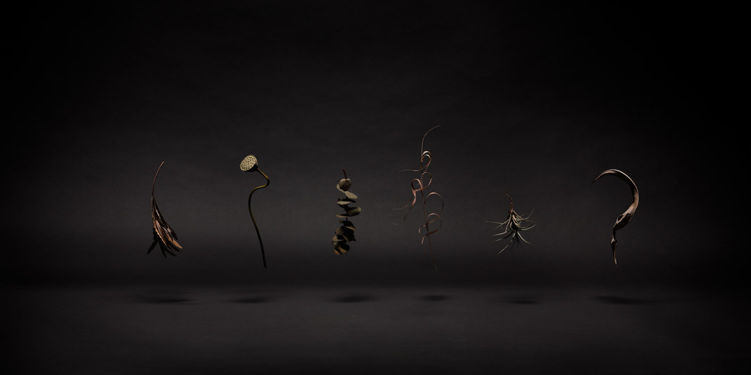 Dark Botanical -2021 - Catherine Cattanach Photography