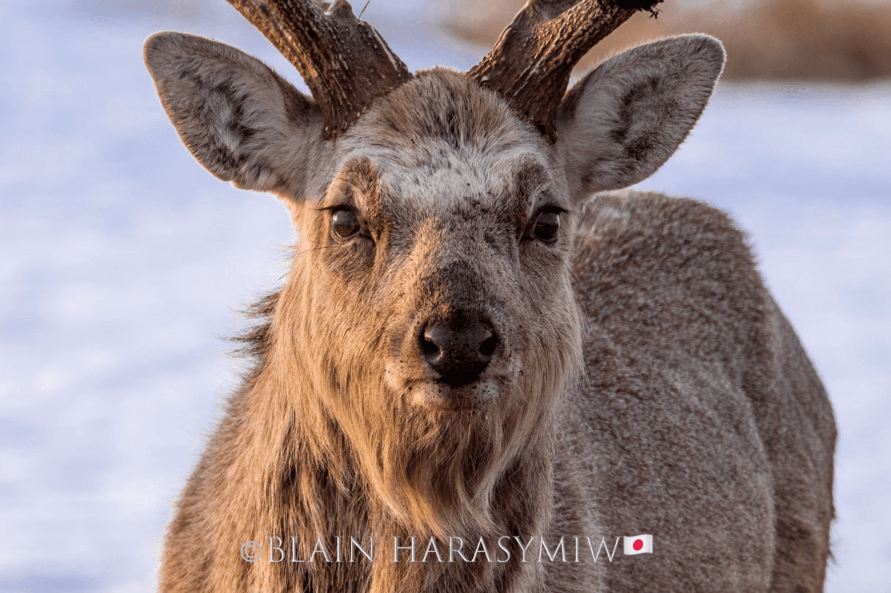The Path to the Largest Herd of Hokkaido Sika Deer - JAPAN DREAMSCAPES