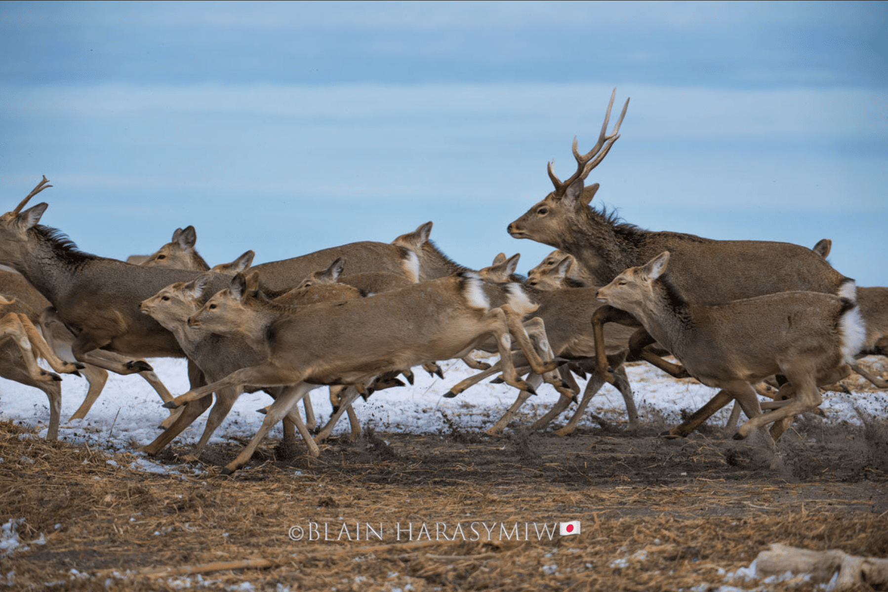 The Path to the Largest Herd of Hokkaido Sika Deer - JAPAN DREAMSCAPES