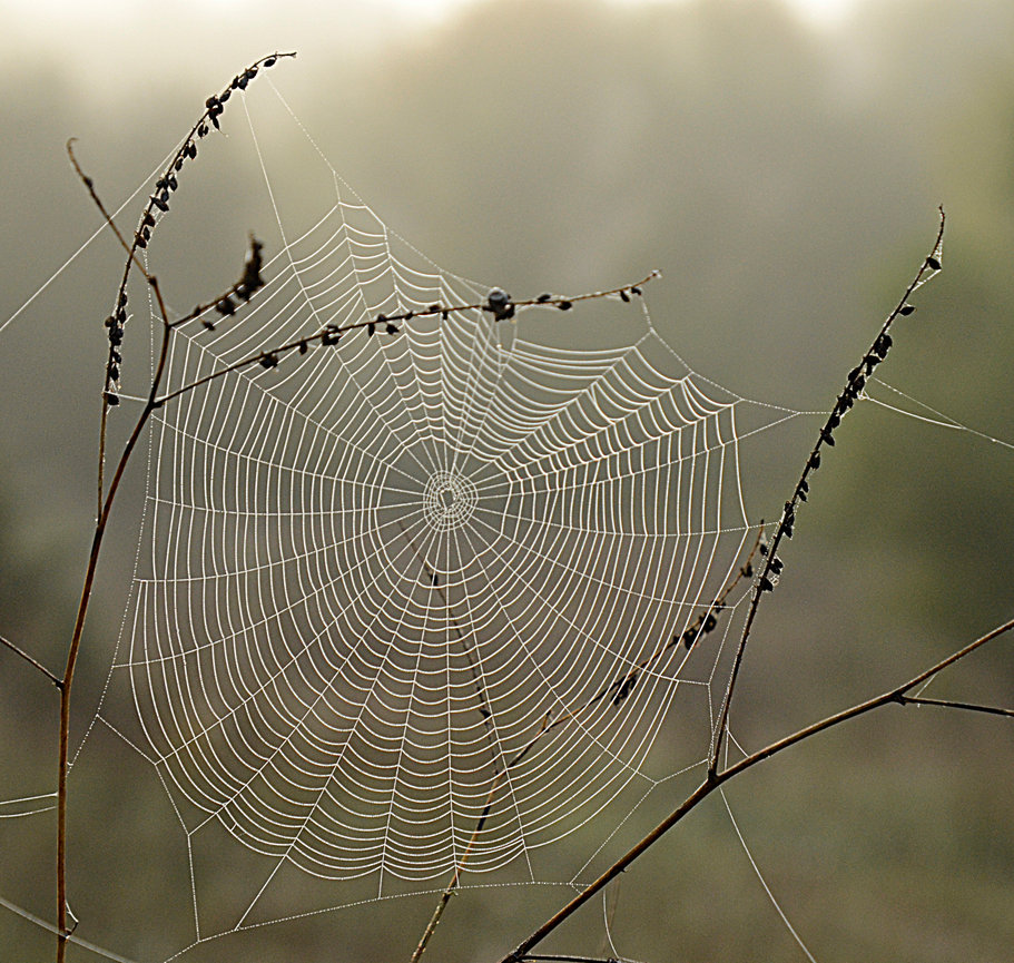 Nature Macro by Mike Moats | Award Winning Macro Photographer ...