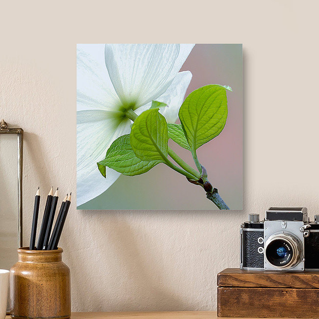 Canvas World - Mike Moats - Award Winning Macro Photographer