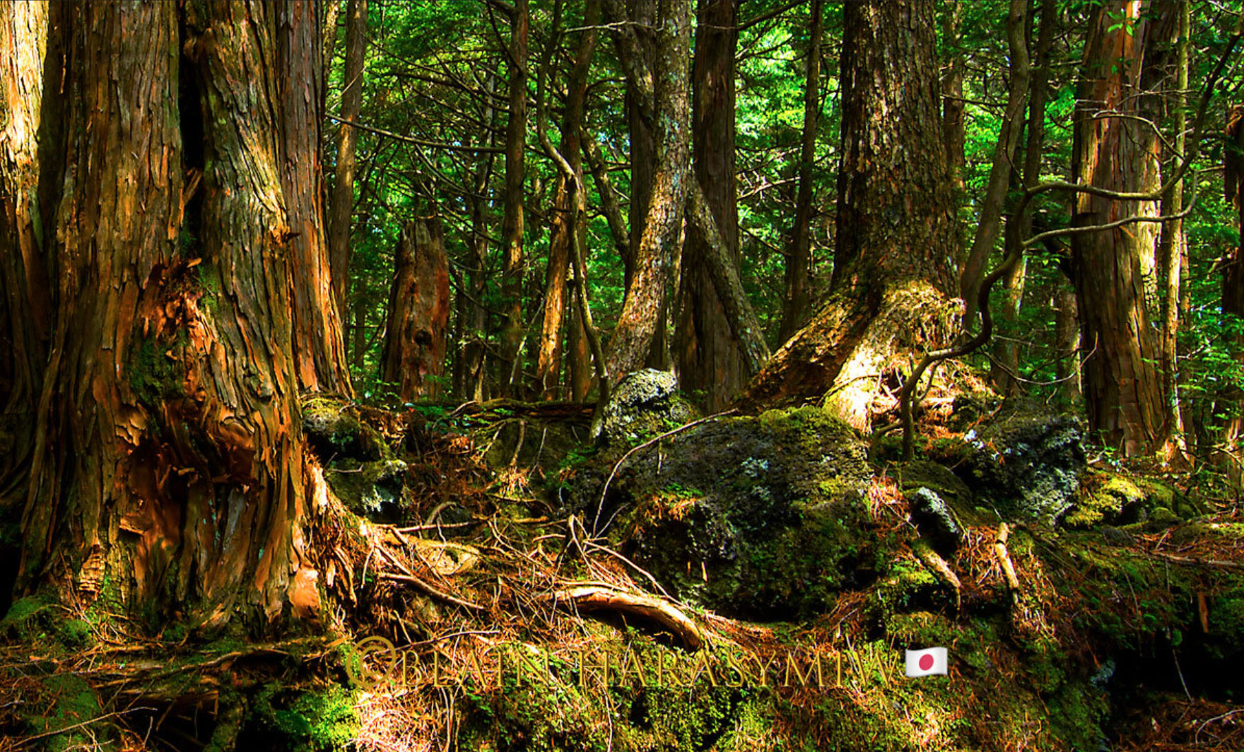 Mt. Fuji Maple Leaves Autumn Photo Tour - The Sea of Trees, Hamadryad ...
