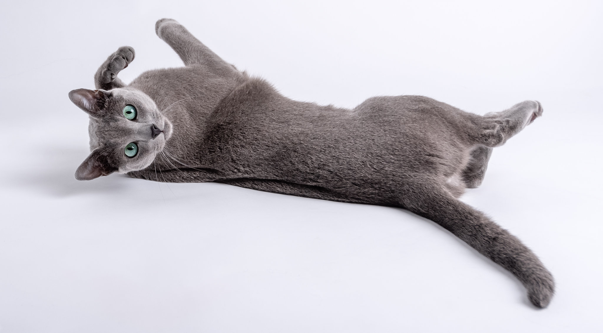 Thoughtful Thursday - Savvy Cat Photography