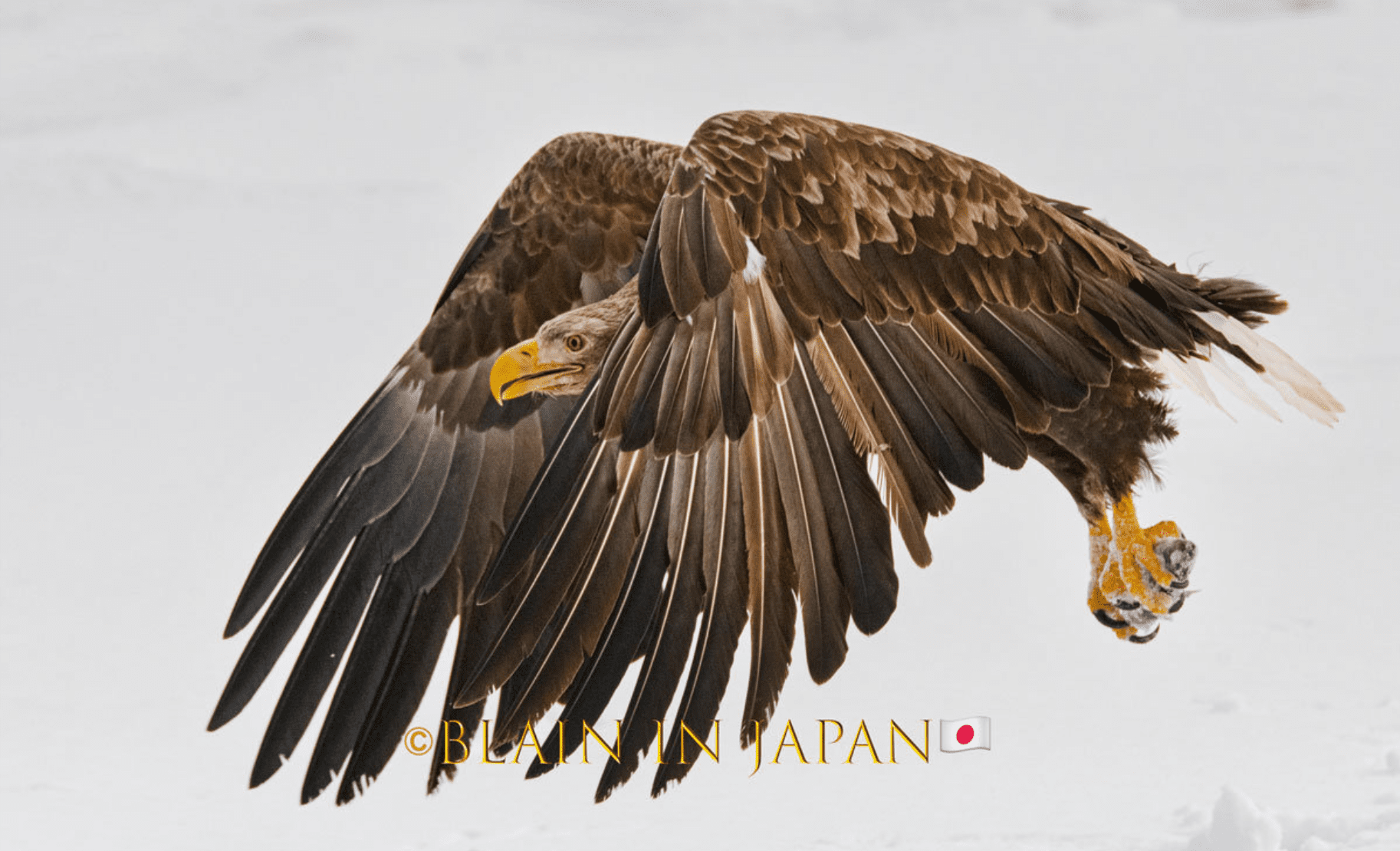 Hokkaido, Japan’s Endemic Raptor - The White-tailed Eagle - JAPAN ...