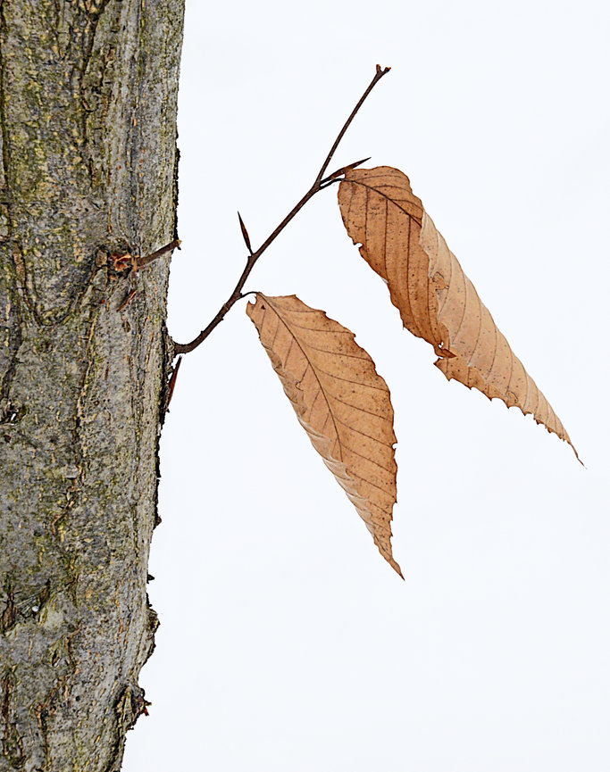 Winter Beech Leaves - Mike Moats - Award Winning Macro Photographer