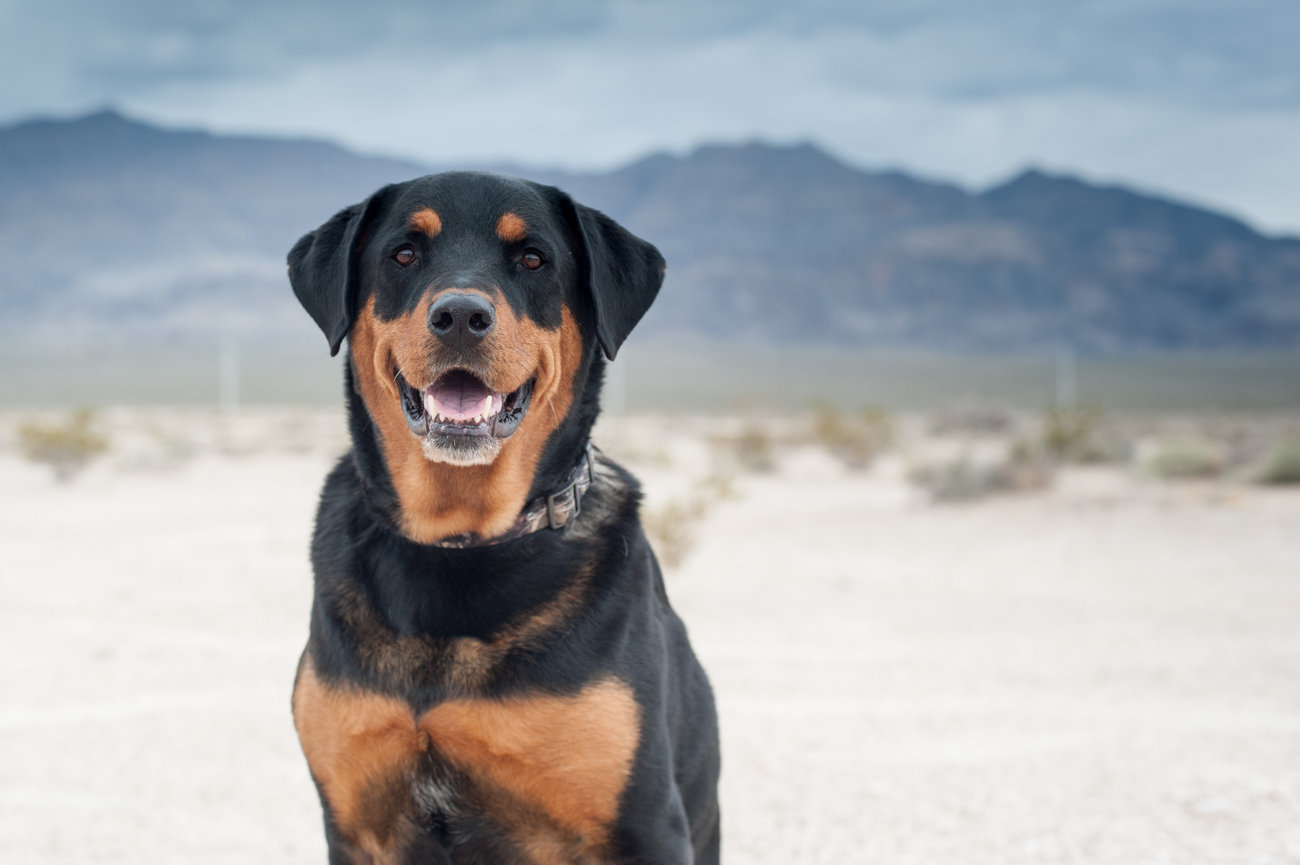 Modern Dog Photography Portfolio | Columbus, Ohio