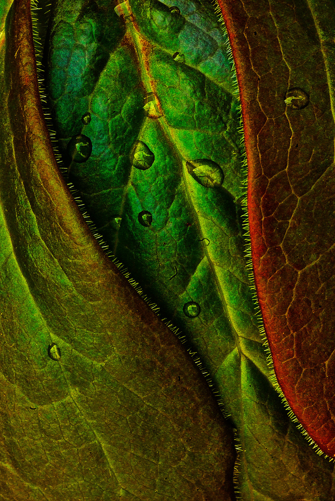 When, Where, and How - Mike Moats - Award Winning Macro Photographer