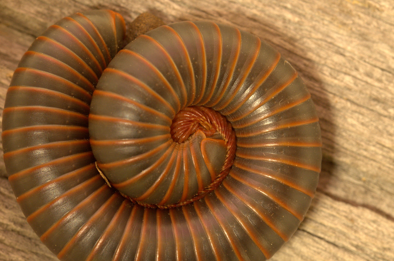 Millipede - Before and After - Mike Moats - Award Winning Macro ...