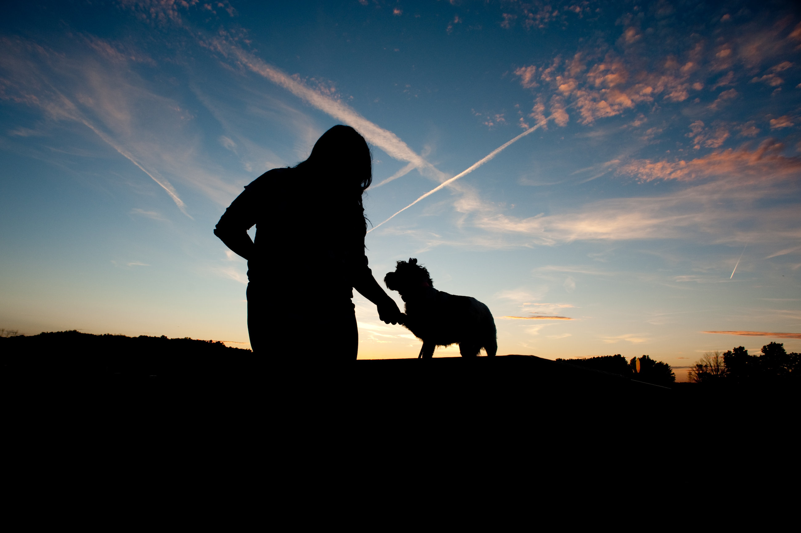 7 Tips to Capturing Stunning Dog Portraits