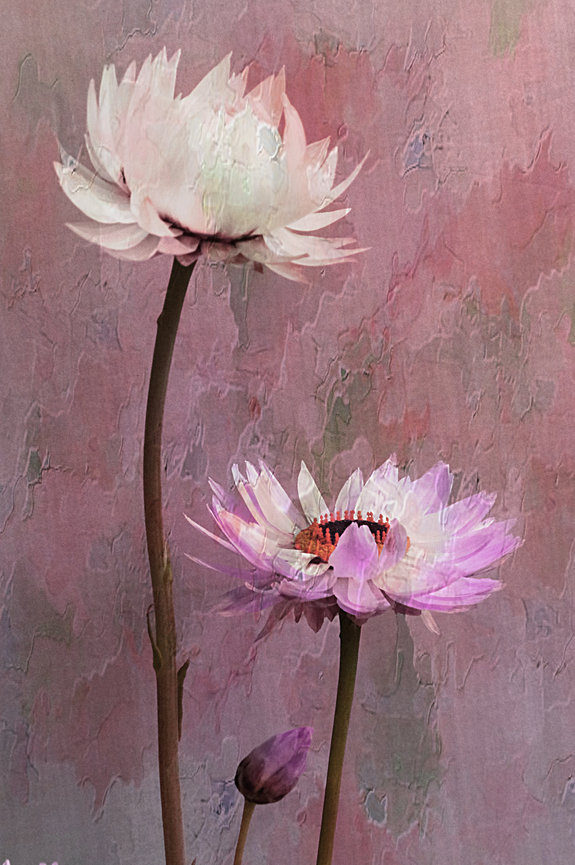 Chicago Botanical Gardens, f/32 - Mike Moats - Award Winning Macro ...