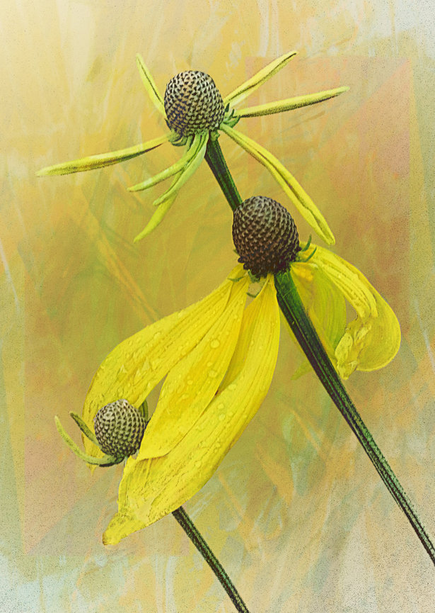 Before and After - Prairie Coneflower - Mike Moats - Award Winning ...