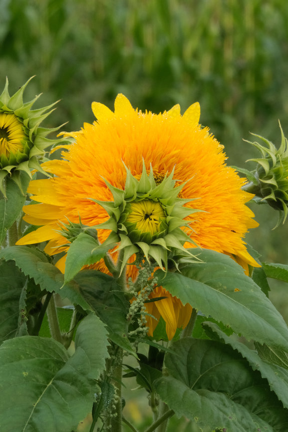 Before and After, Double Sunflower - Mike Moats - Award Winning Macro ...