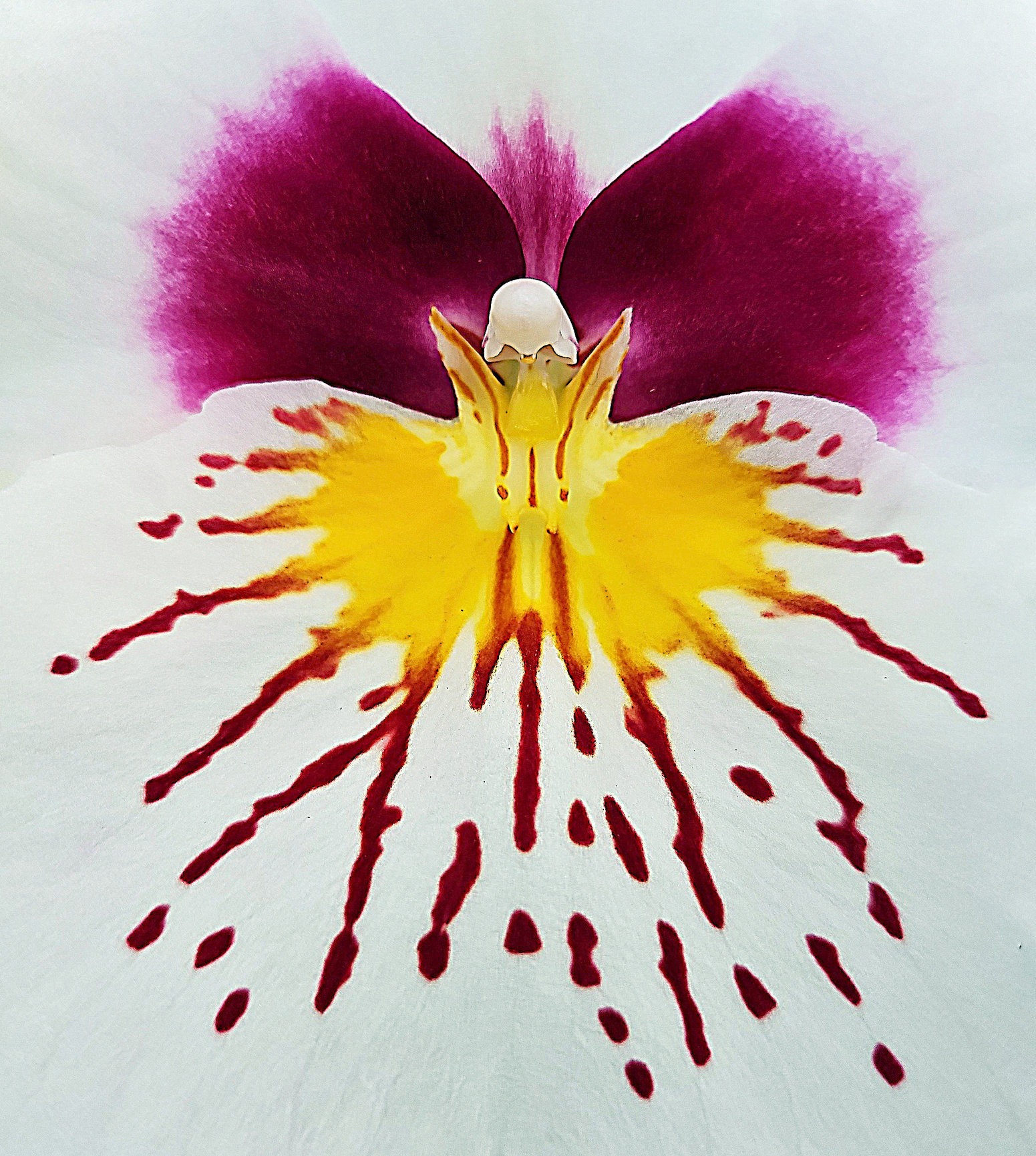Inkblot Orchid - Mike Moats - Award Winning Macro Photographer