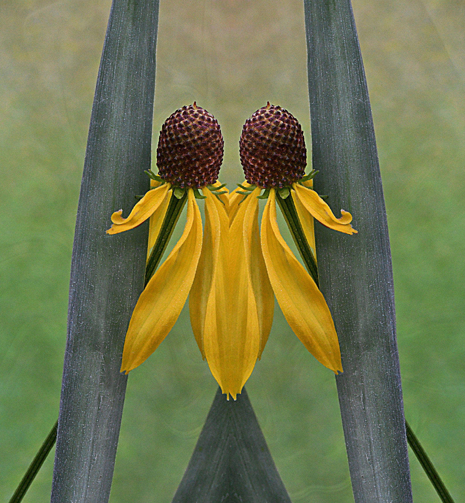 Mirrored Prairie Coneflower - Mike Moats - Award Winning Macro Photographer