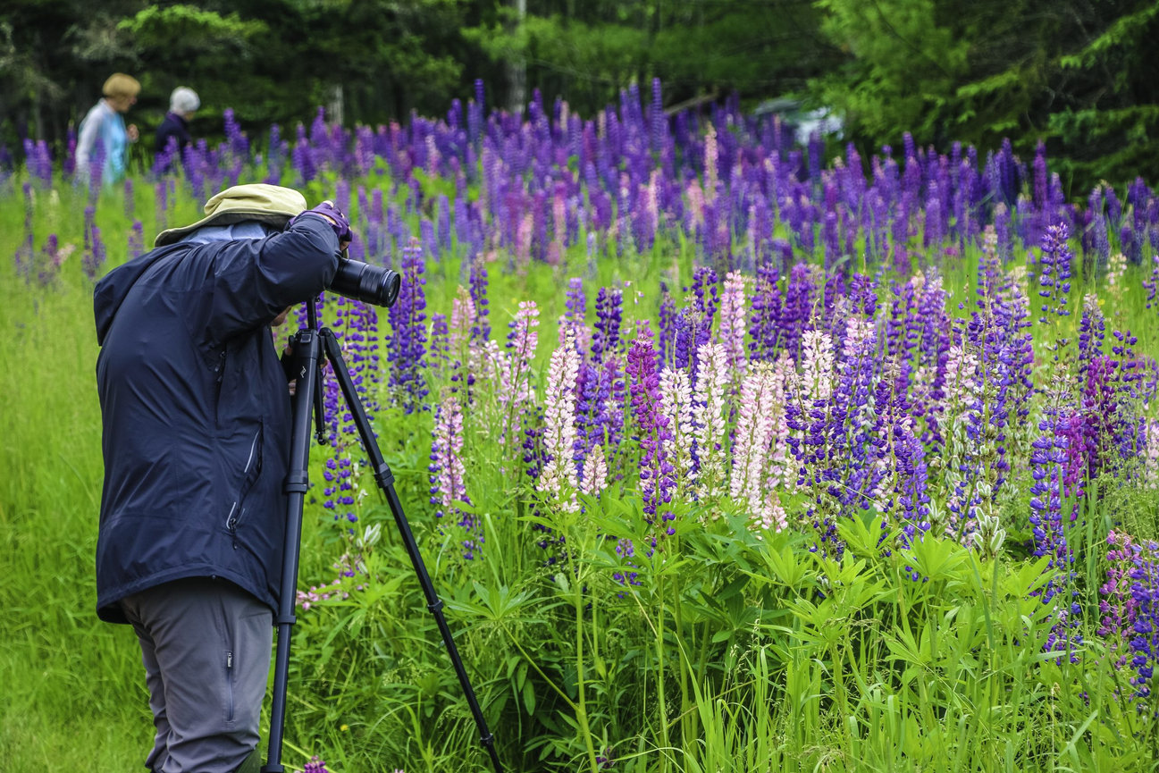 Master Flower Photo Workshop - Madeline Island School of Art (SOLD OUT ...