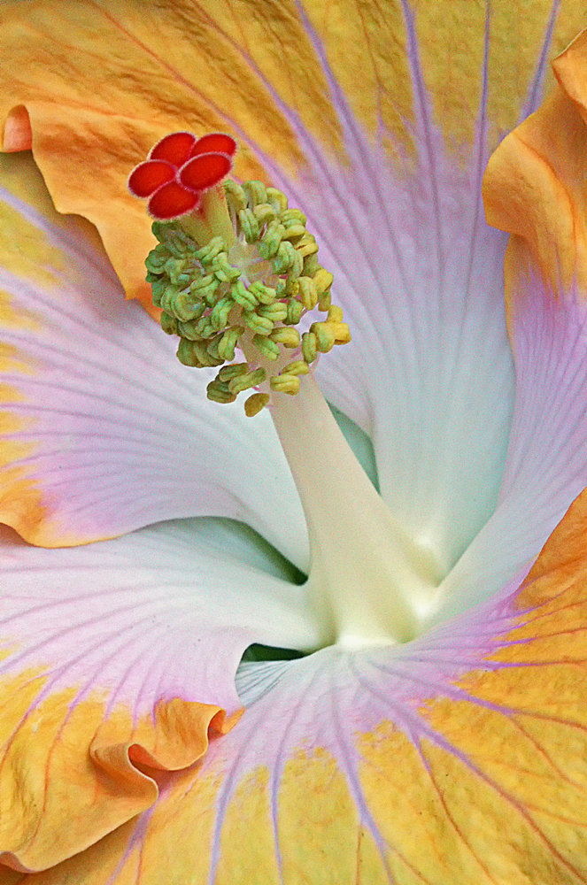 New!!! Flower Photography Club - Mike Moats - Award Winning Macro ...