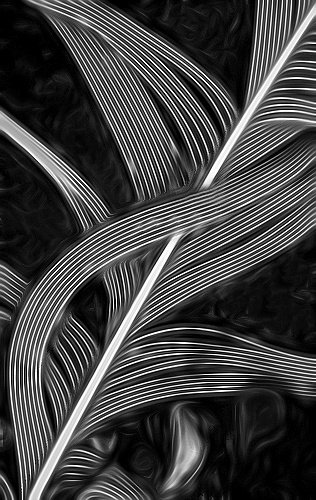 Dramatic Before and After - Feather - Mike Moats - Award Winning Macro ...