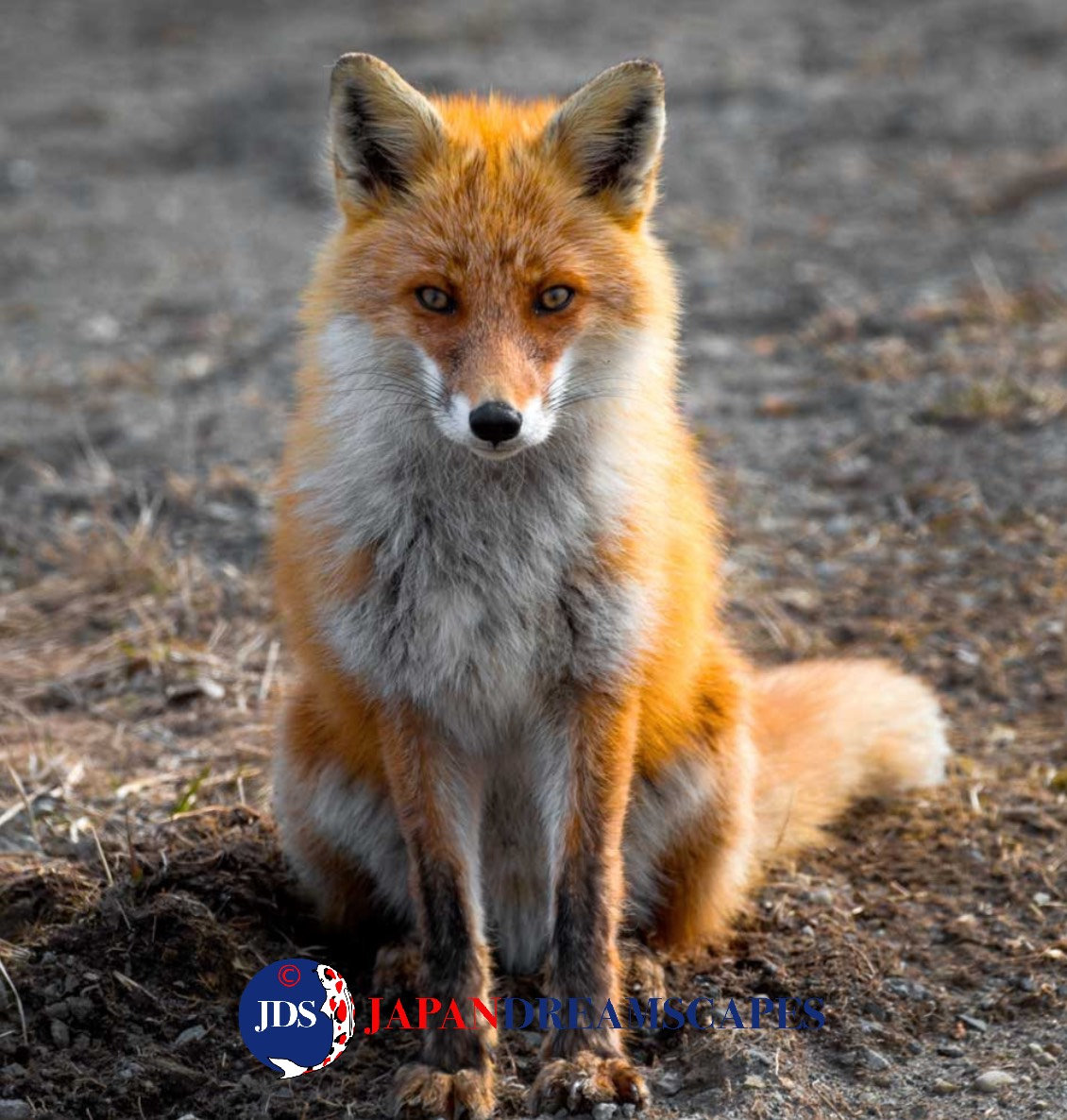 The Ezo Red Fox (Vulpes vulpes schrencki): Hokkaido's Majestic Wildlife - JAPAN DREAMSCAPES