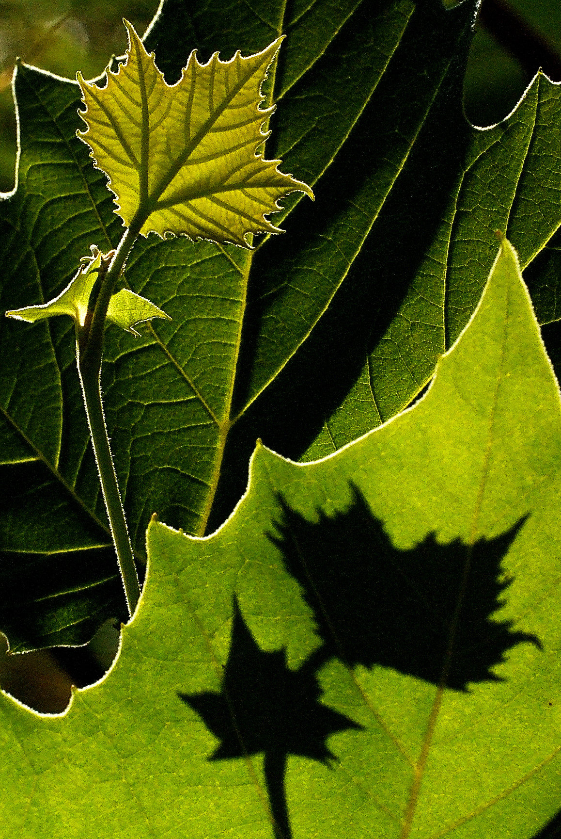 Backlighting and Shadows - Mike Moats - Award Winning Macro Photographer