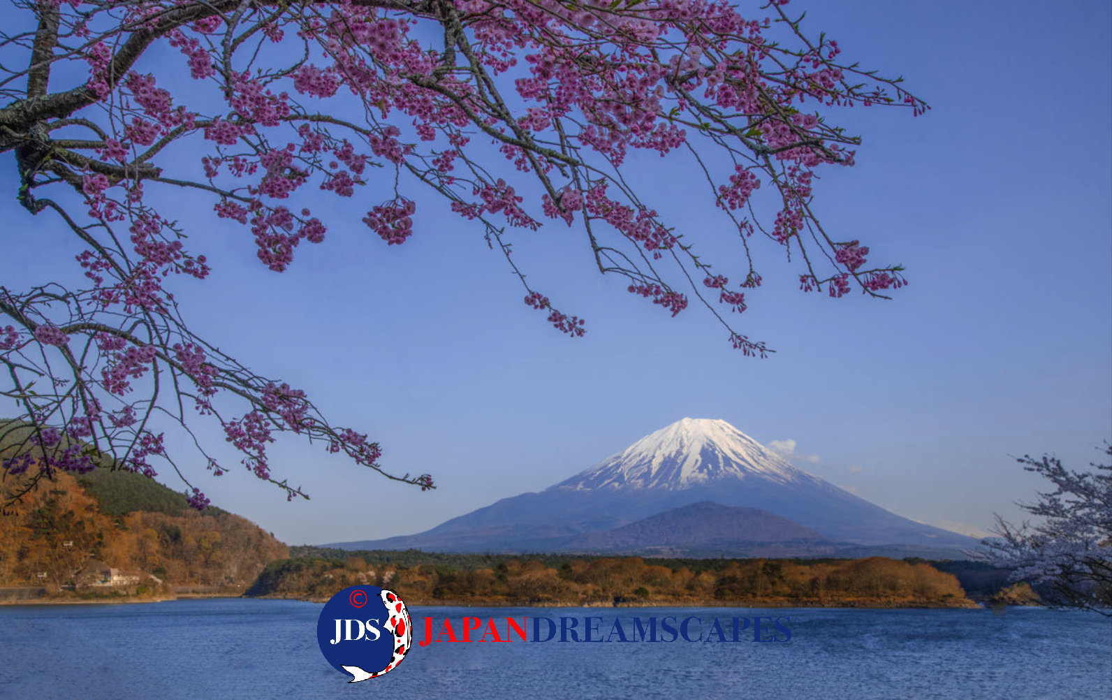 Capturing Japan’s Cherry Blossoms: Mt. Fuji & Hidden Gems Photography ...