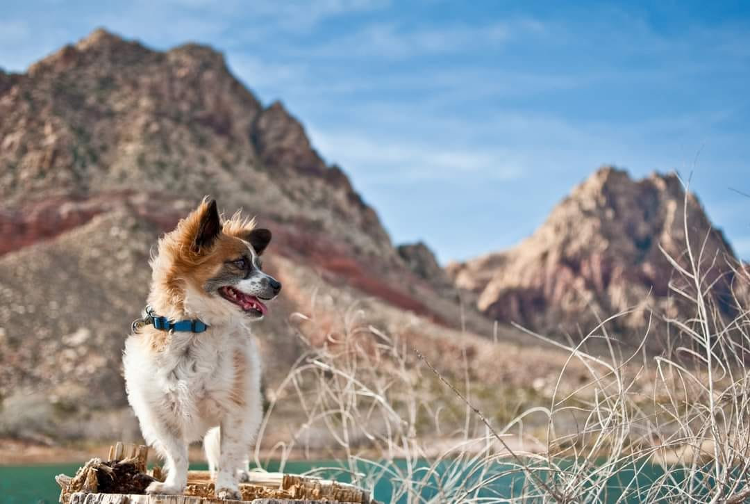 How I Work With Untrained Dogs for Photo Sessions